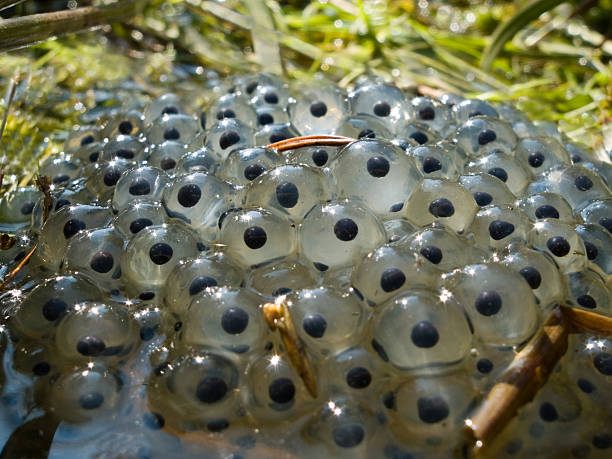 "Frog spawn,(Upper Franconia, Bavaria, Germany)" – Palatable Pastime ...